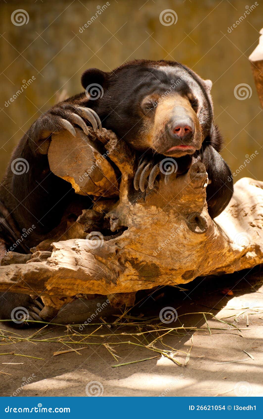 Orso pigro fotografia stock. Immagine di animale, indonesia - 26621054