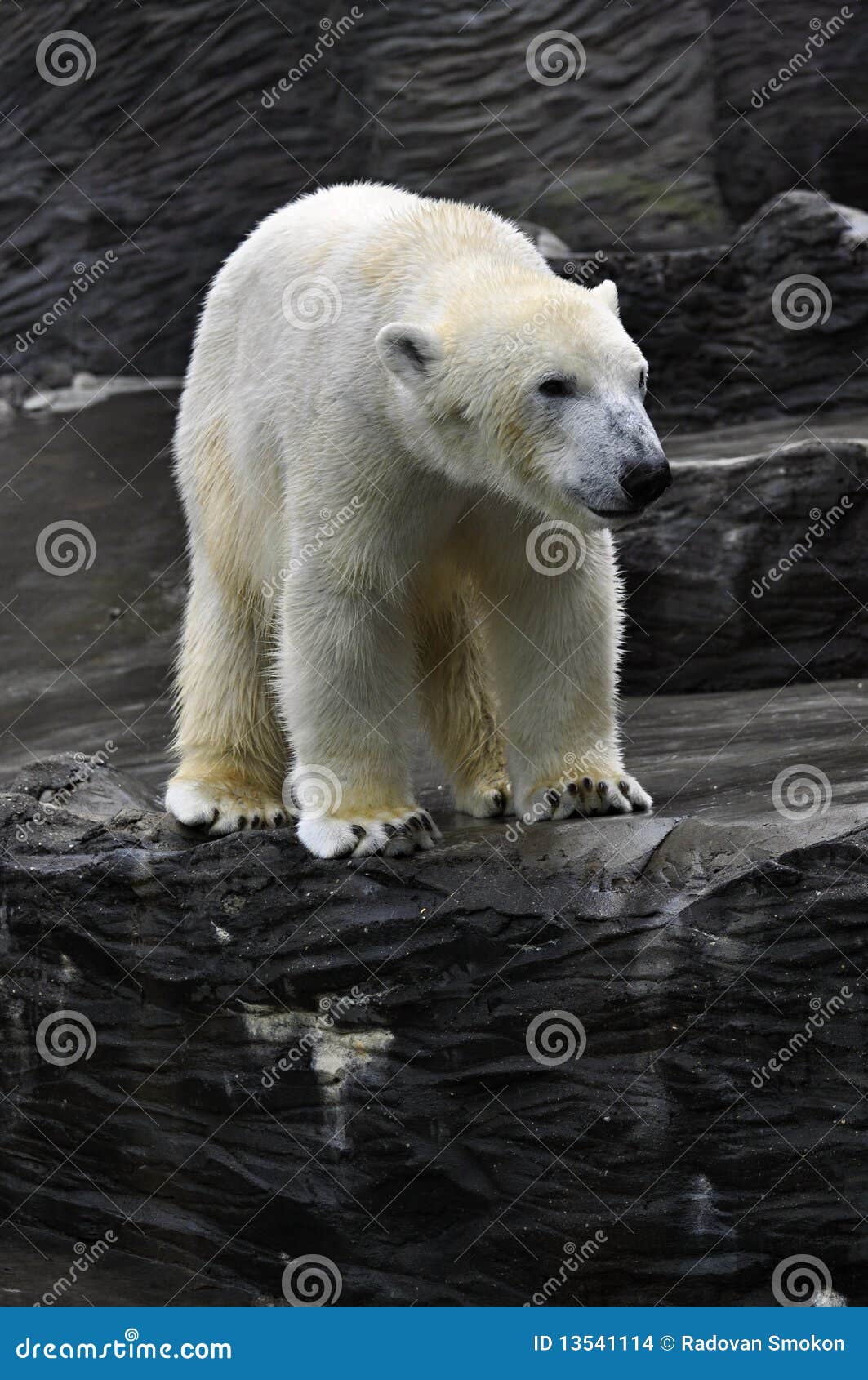 Orso polare fotografia stock. Immagine di animali, bianco - 13541114