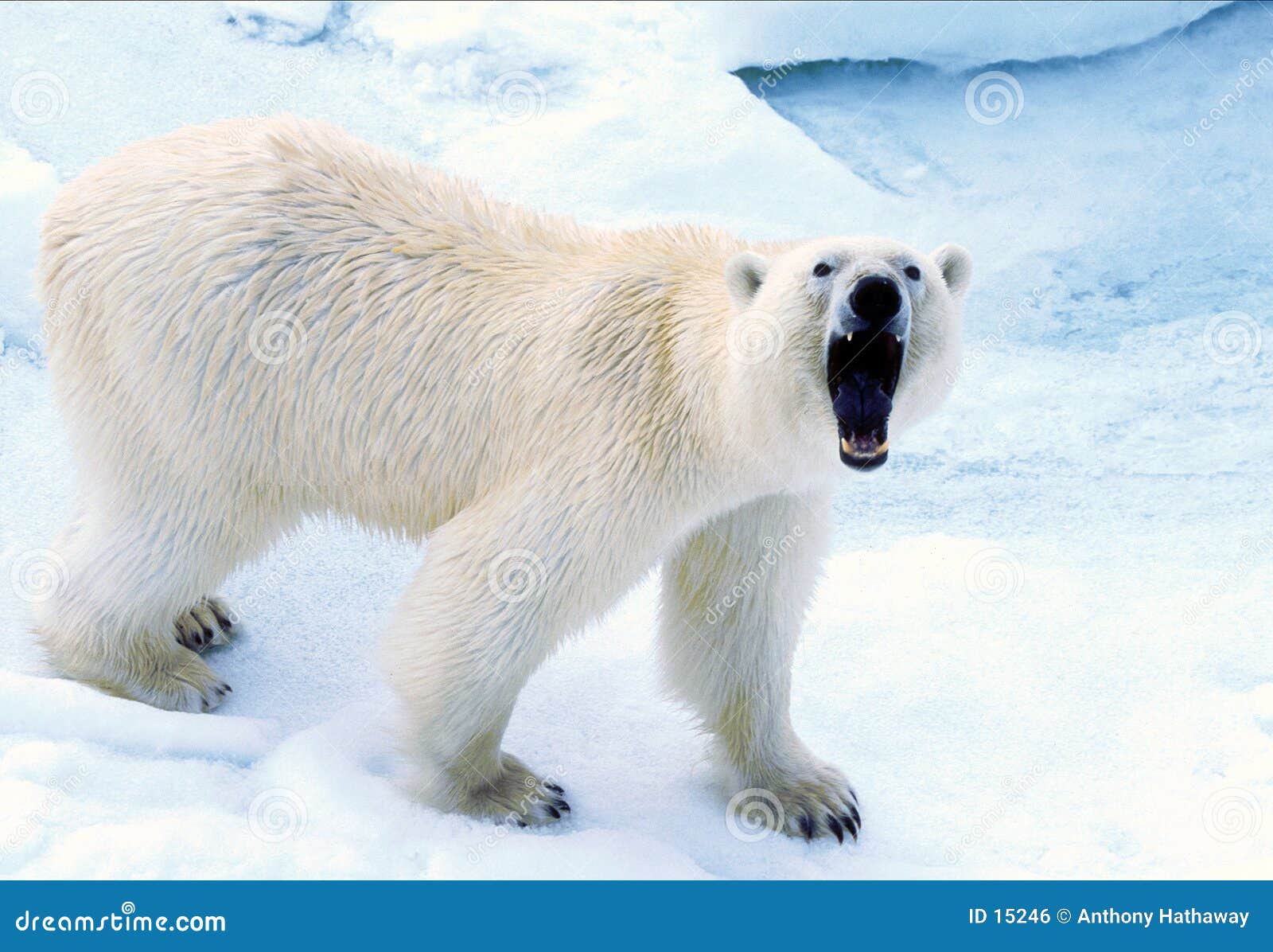 Orso polare fotografia stock. Immagine di nordico, polare - 15246