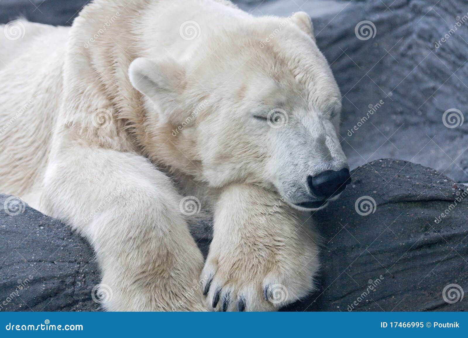 Orso polare immagine stock. Immagine di animale, orso - 17466995
