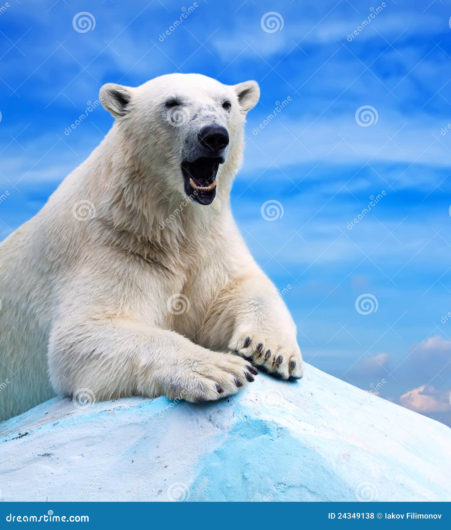 Orso polare fotografia stock. Immagine di mammifero, zampa - 24349138