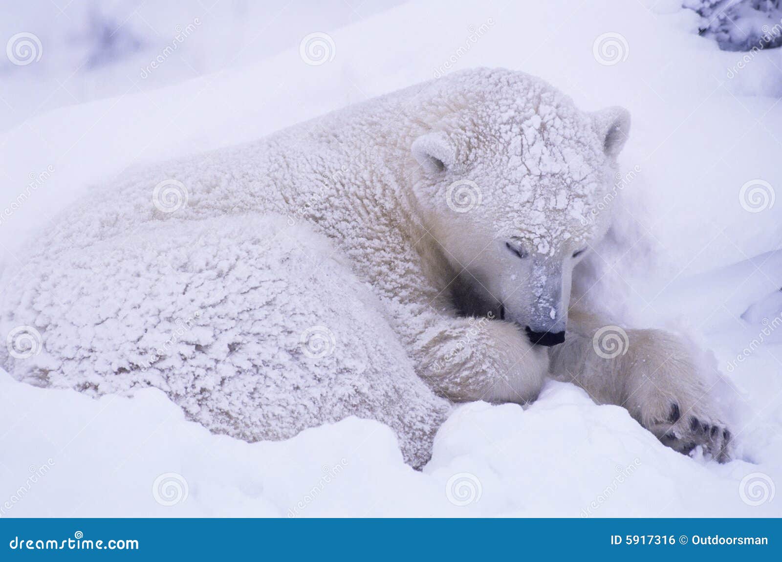 Orso polare fotografia stock. Immagine di neve, selvaggio - 5917316