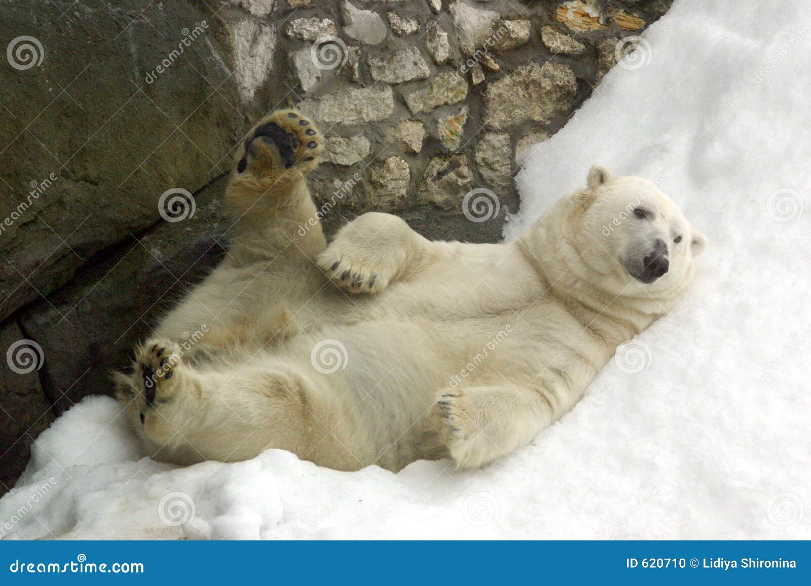 Orso polare fotografia stock. Immagine di animale, nevicata - 620710