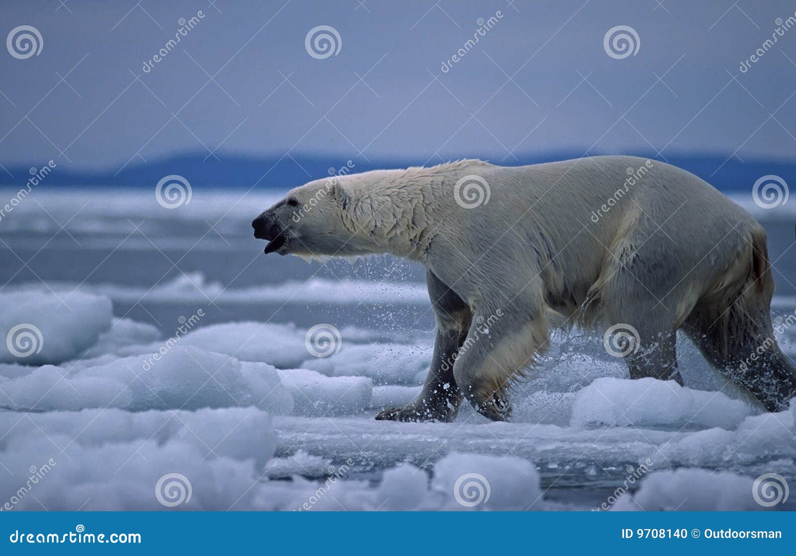 Orso Polare in Artide Canadese Fotografia Stock - Immagine di polare ...