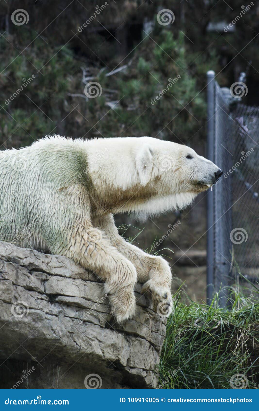 Orso Polare Bianco Immagine. Immagine: 109919005
