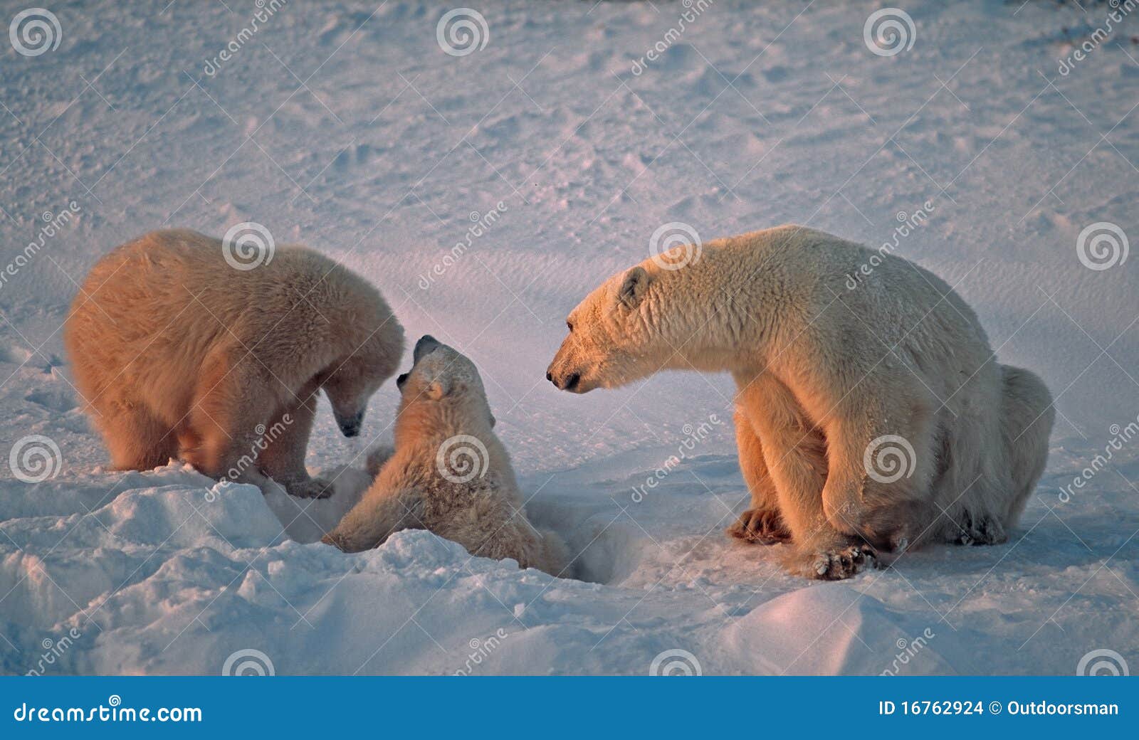 Orso Polare Con I Suoi Cubs Fotografia Stock - Immagine di cucciolo ...