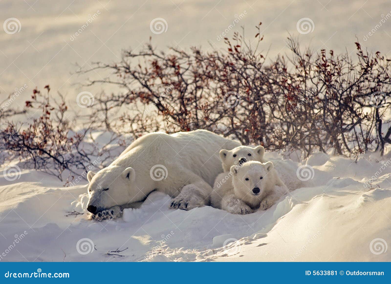 Orso Polare Con I Suoi Cubs Immagine Stock - Immagine di orso, cucciolo ...