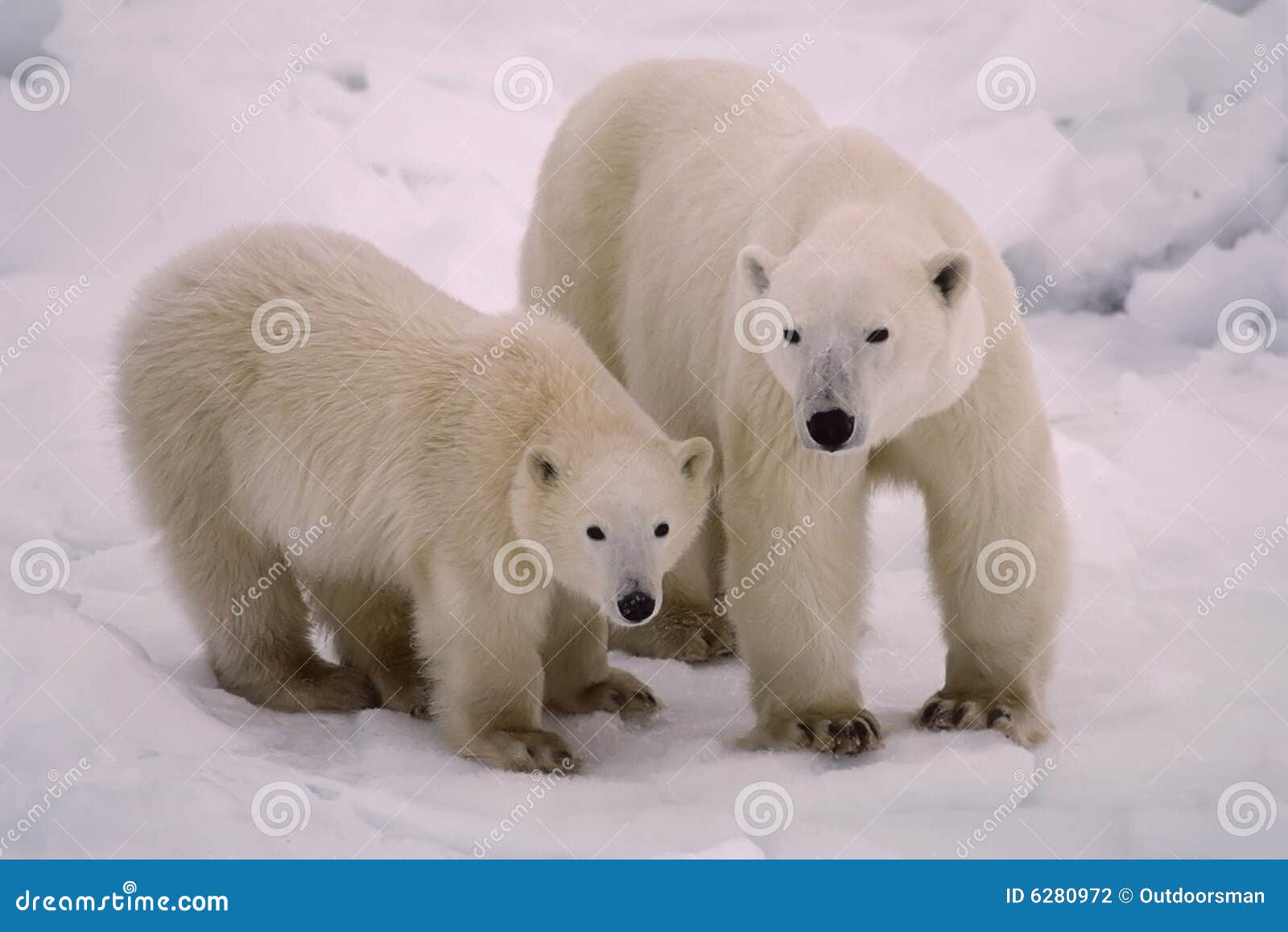 Orso polare con il suo cub fotografia stock. Immagine di polare - 6280972