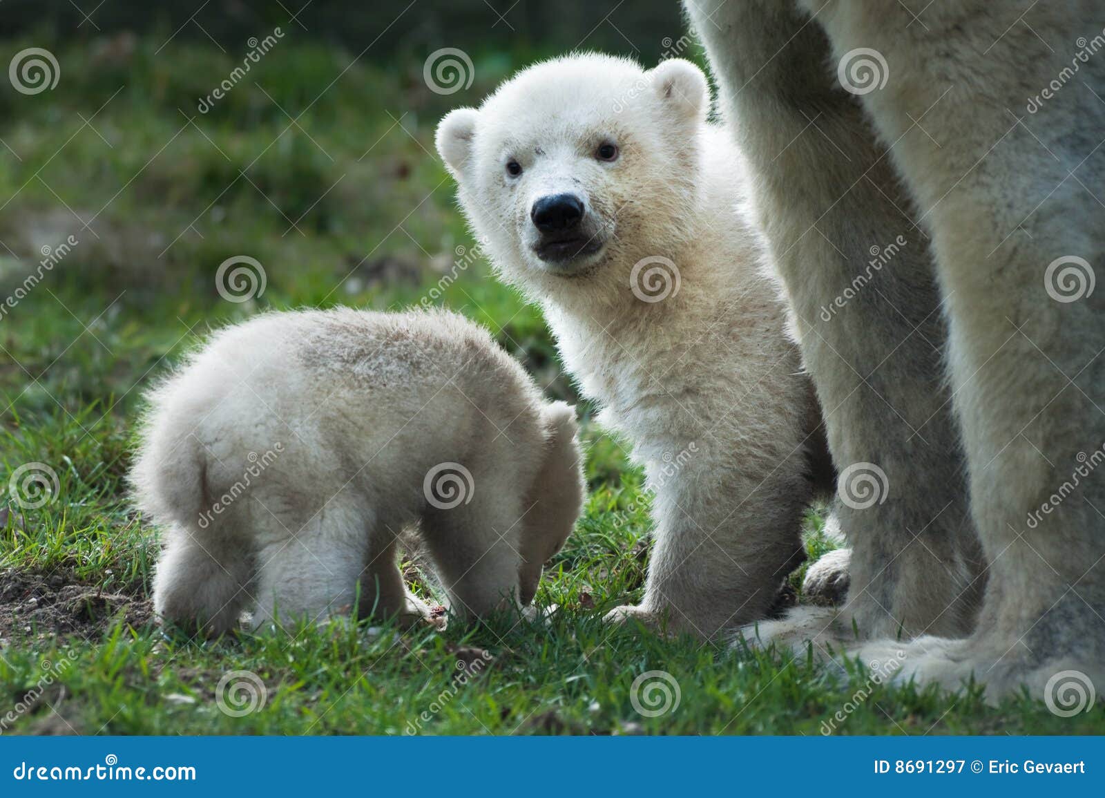 Orso polare e cubs immagine stock. Immagine di pelliccia - 8691297