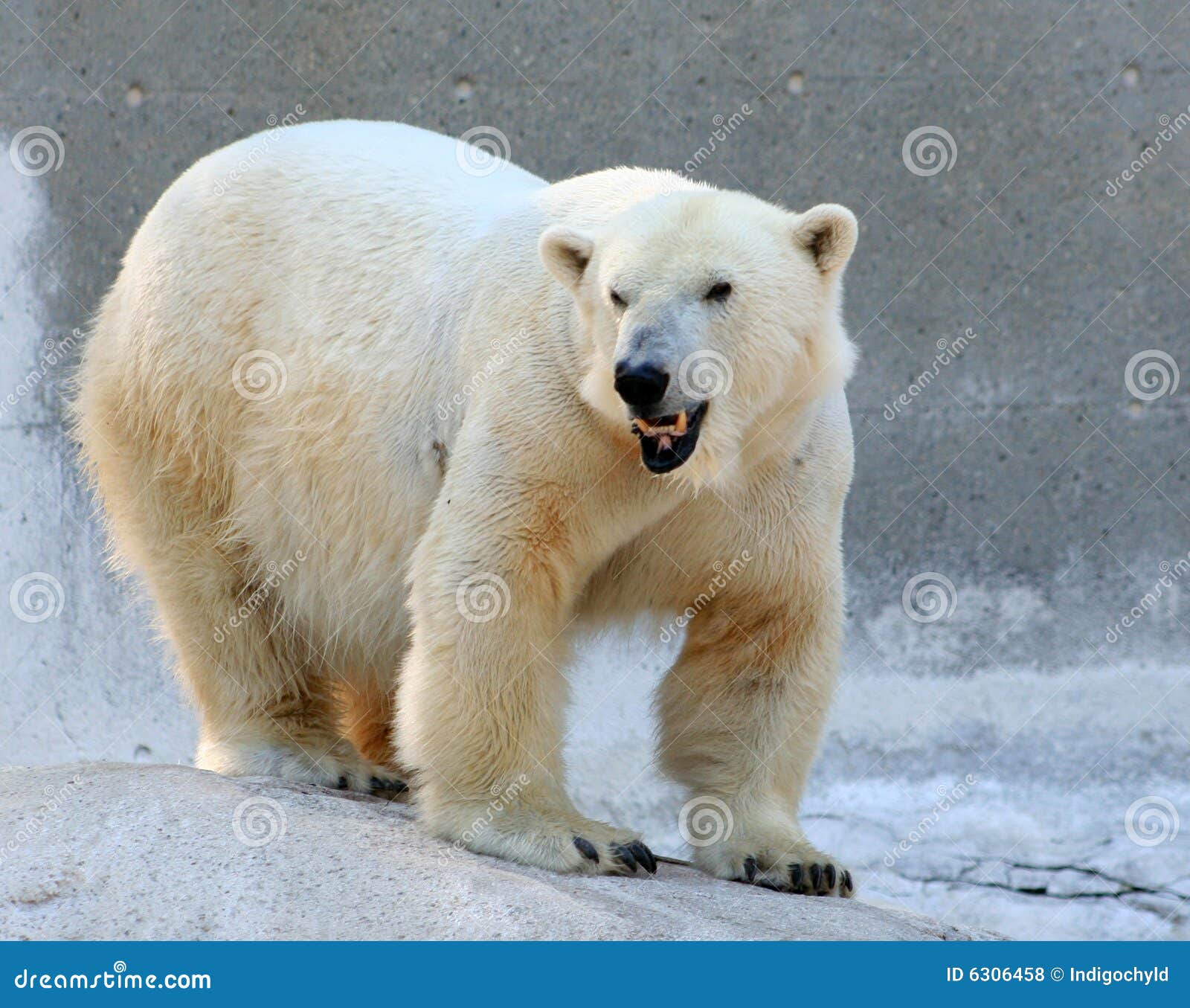 Orso polare sorridente fotografia stock. Immagine di artico - 6306458