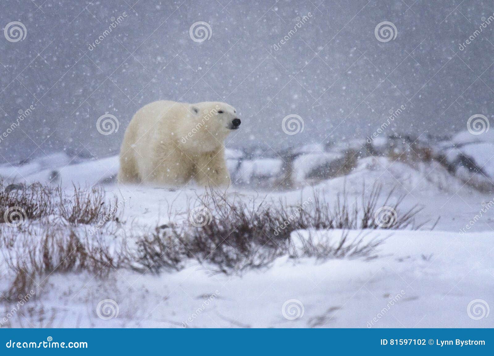 Orso Polare in Una Bufera Di Neve Fotografia Stock - Immagine di ...