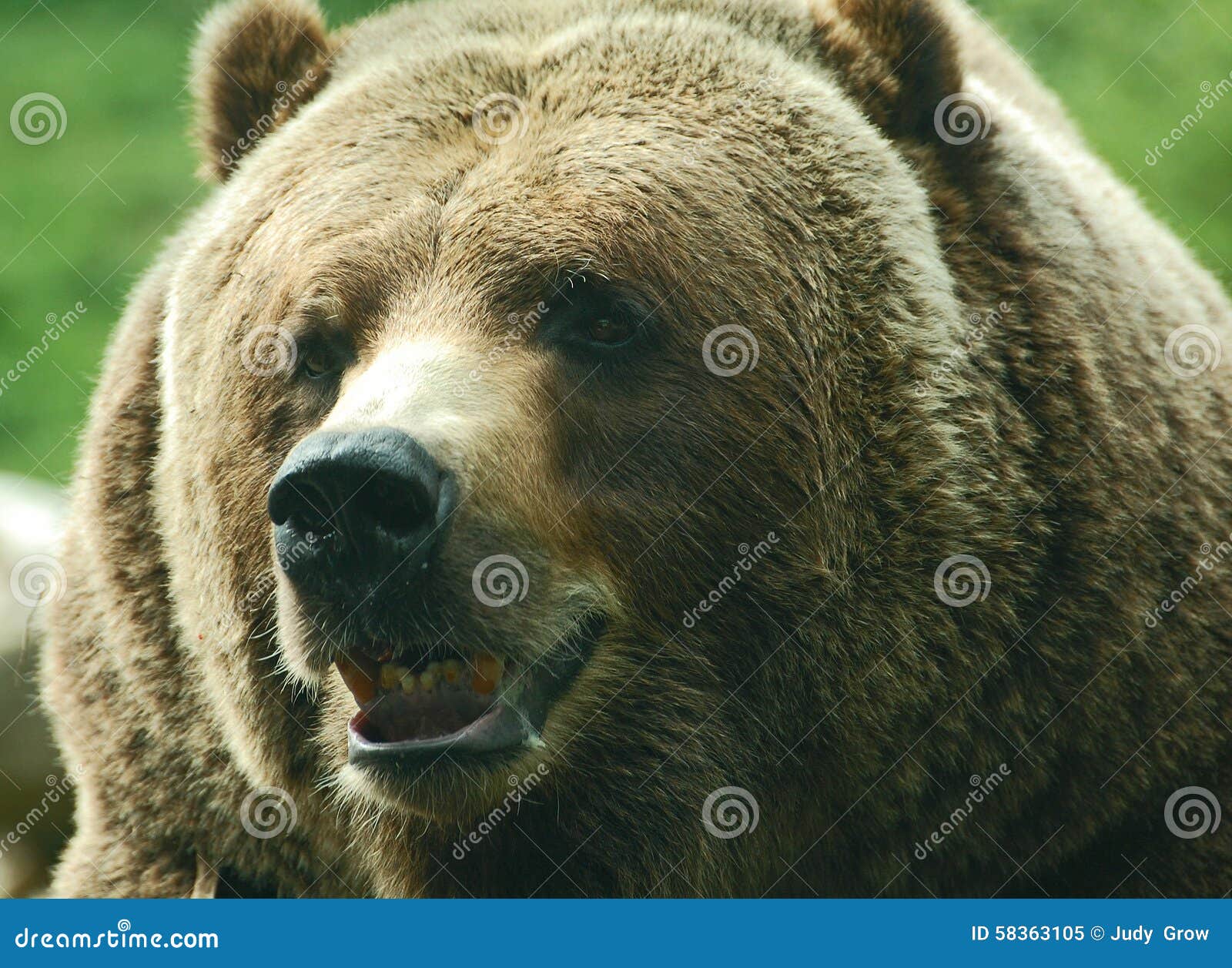 Orso Sorridente Dell'orso Grigio Immagine Stock - Immagine di grizzly ...