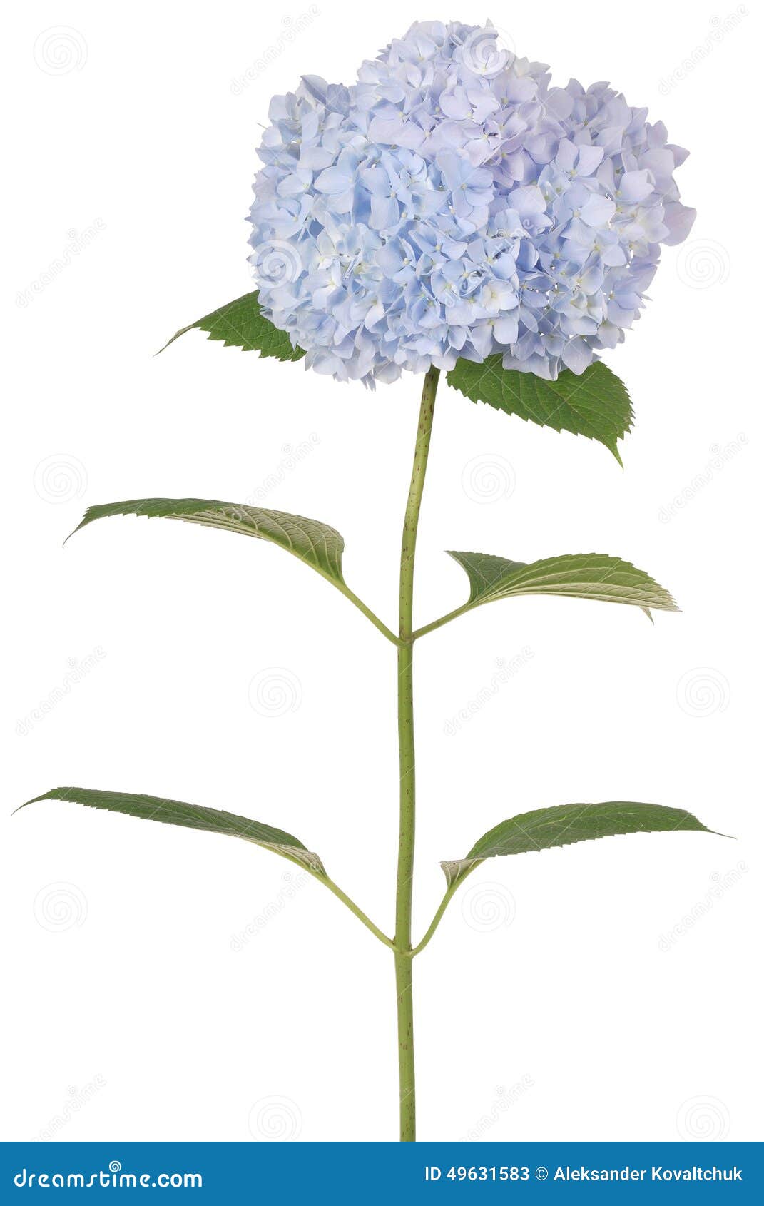 Ortensia Blu Del Fiore (percorso Di Ritaglio) Immagine Stock - Immagine ...