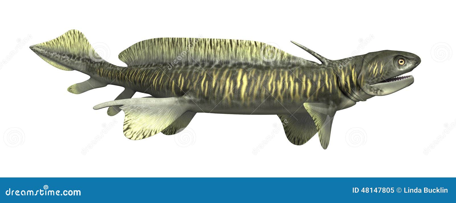 Orthacanthus - Prehistoric Shark Stock Illustration - Illustration of ...