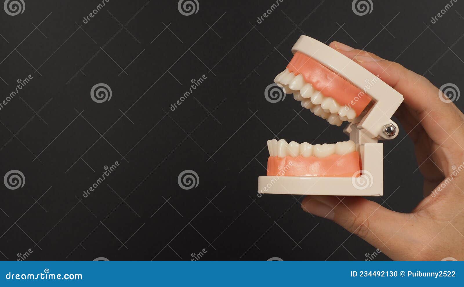 Orthodontic Model of Teeth in Hand on Black Background Stock Photo ...