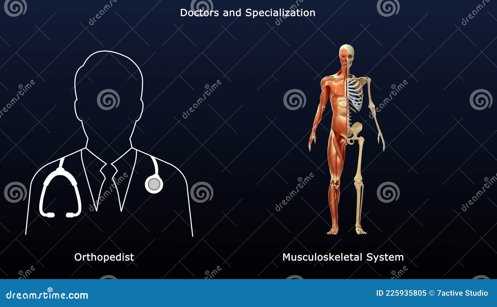 Orthopedist - Doctor and Specialization of Musculoskeletal System Stock ...