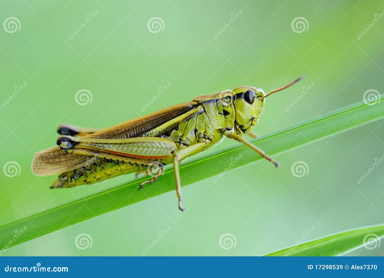 Orthoptera stock image. Image of colorful, detail, green - 17298539