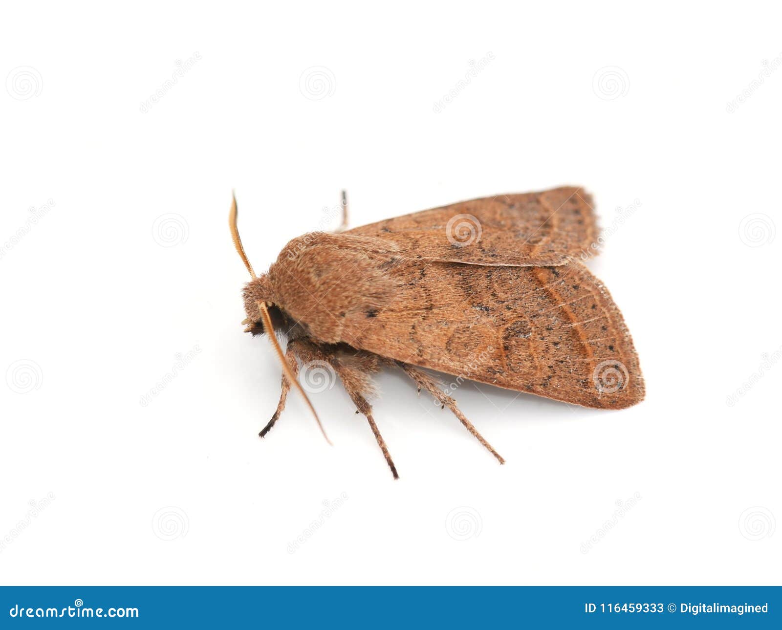 Orthosia Cerasi Common Quaker Stock Image - Image of grey, common ...