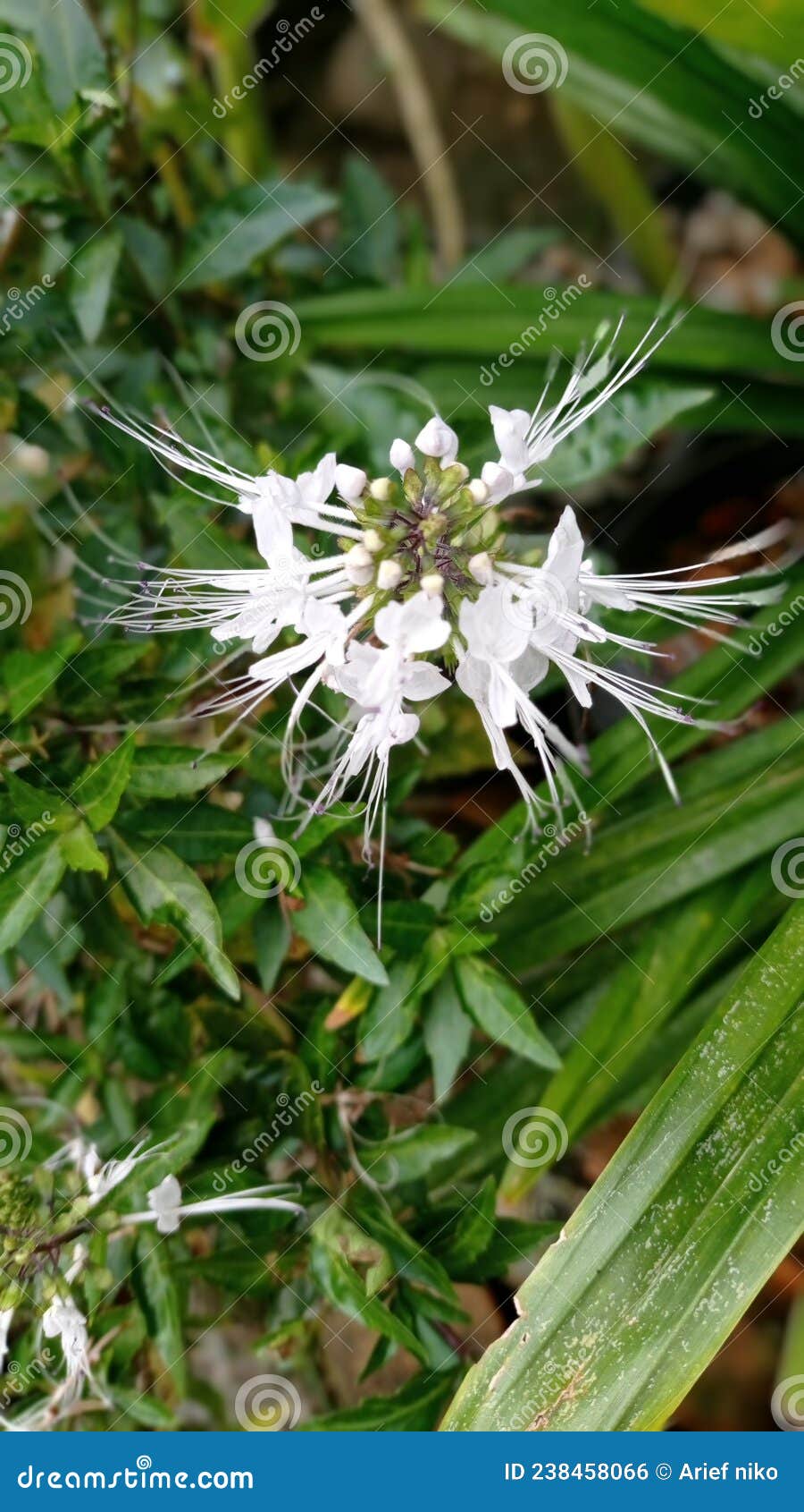 Orthosiphon Aristatus Flower Stock Photo - Image of flower, aristatus ...