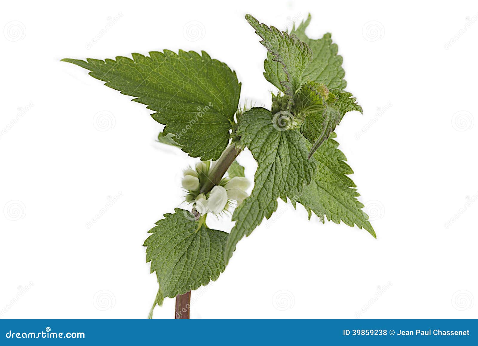 Ortie blanche de fleur photo stock. Image du feuillage - 39859238
