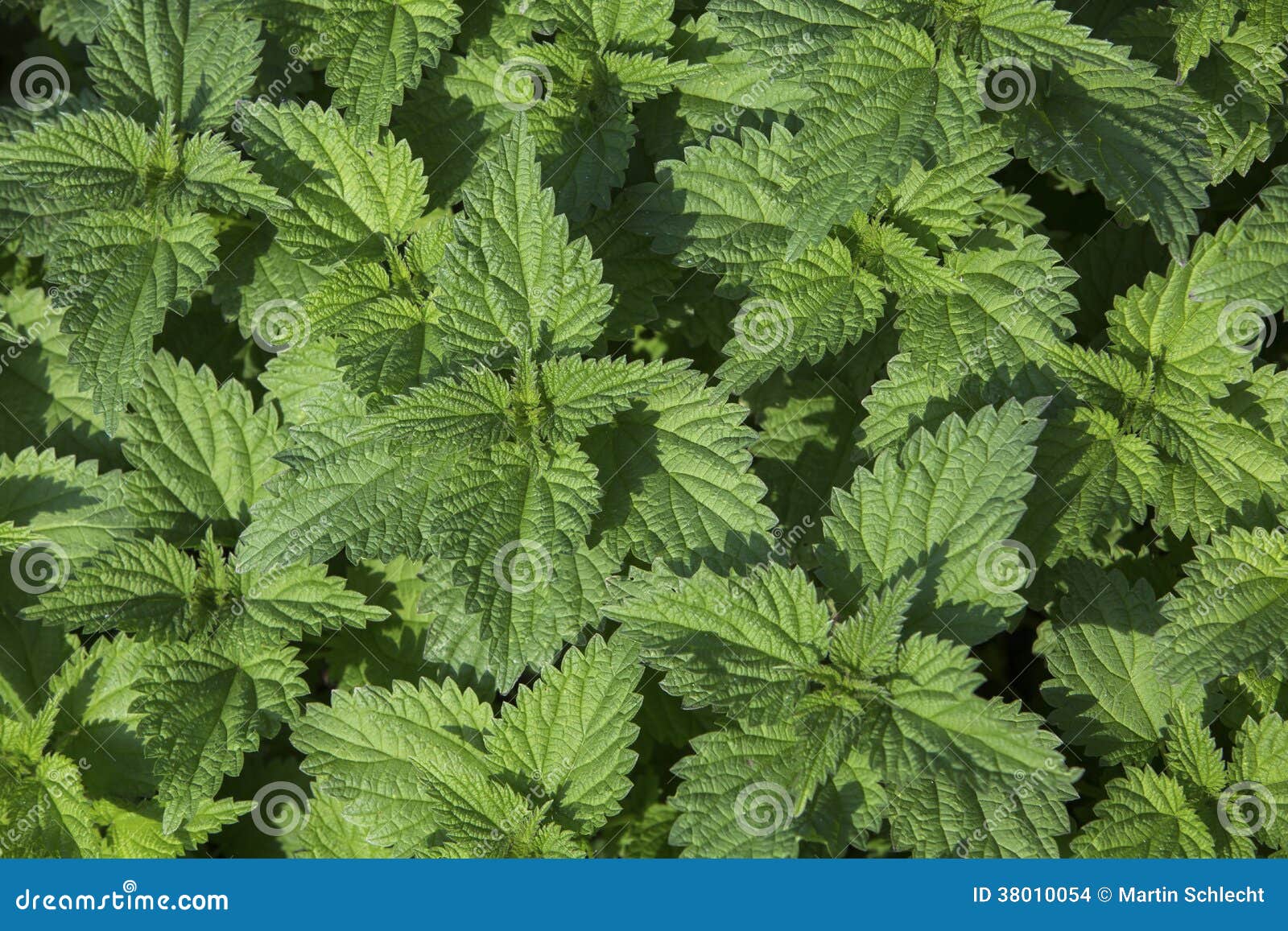 Orties photo stock. Image du frais, feuillage, fleur - 38010054