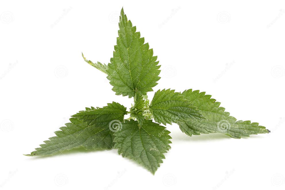 Ortiga foto de archivo. Imagen de macro, vitaminas, ortiga - 7265032