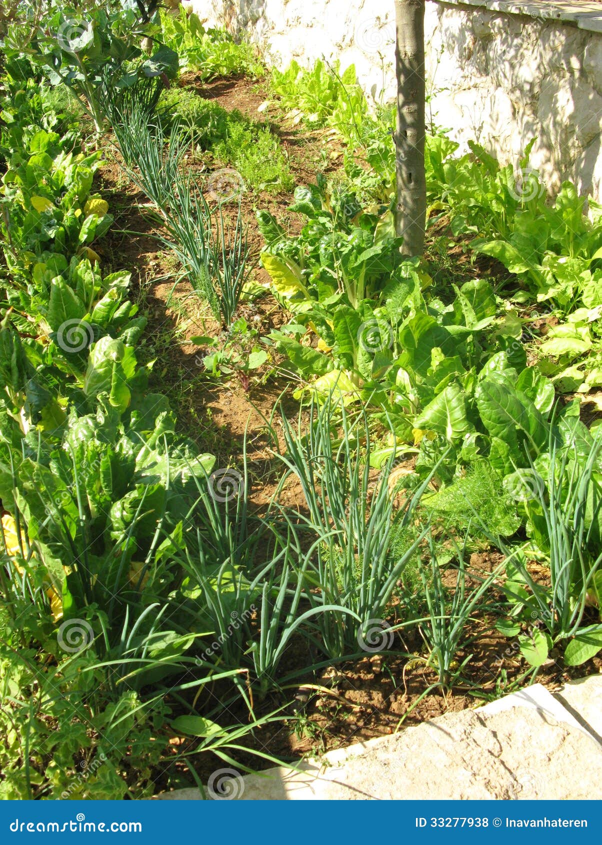 Orto domestico fotografia stock. Immagine di cucina, nave - 33277938