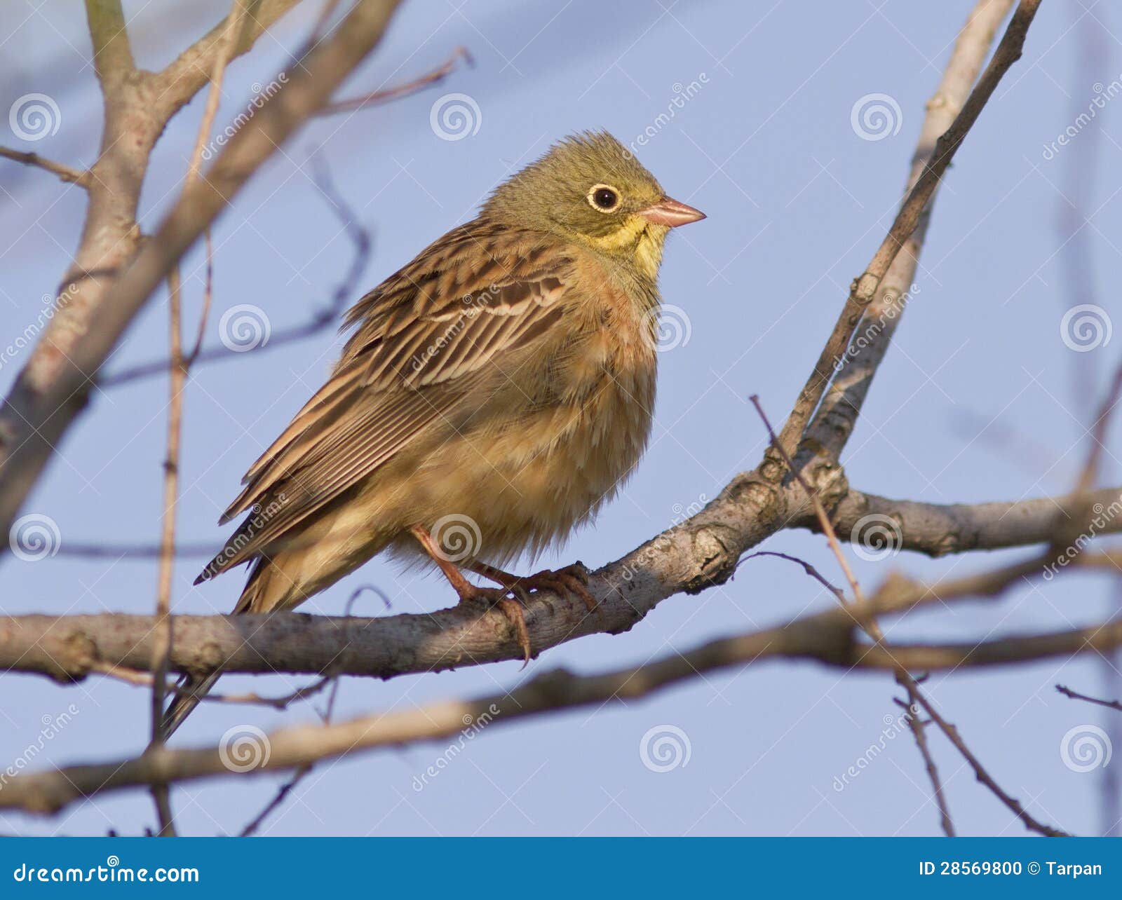 Ortolan Bunting Emberiza Hortulana Perched On A Hawthorn Branch Stock ...