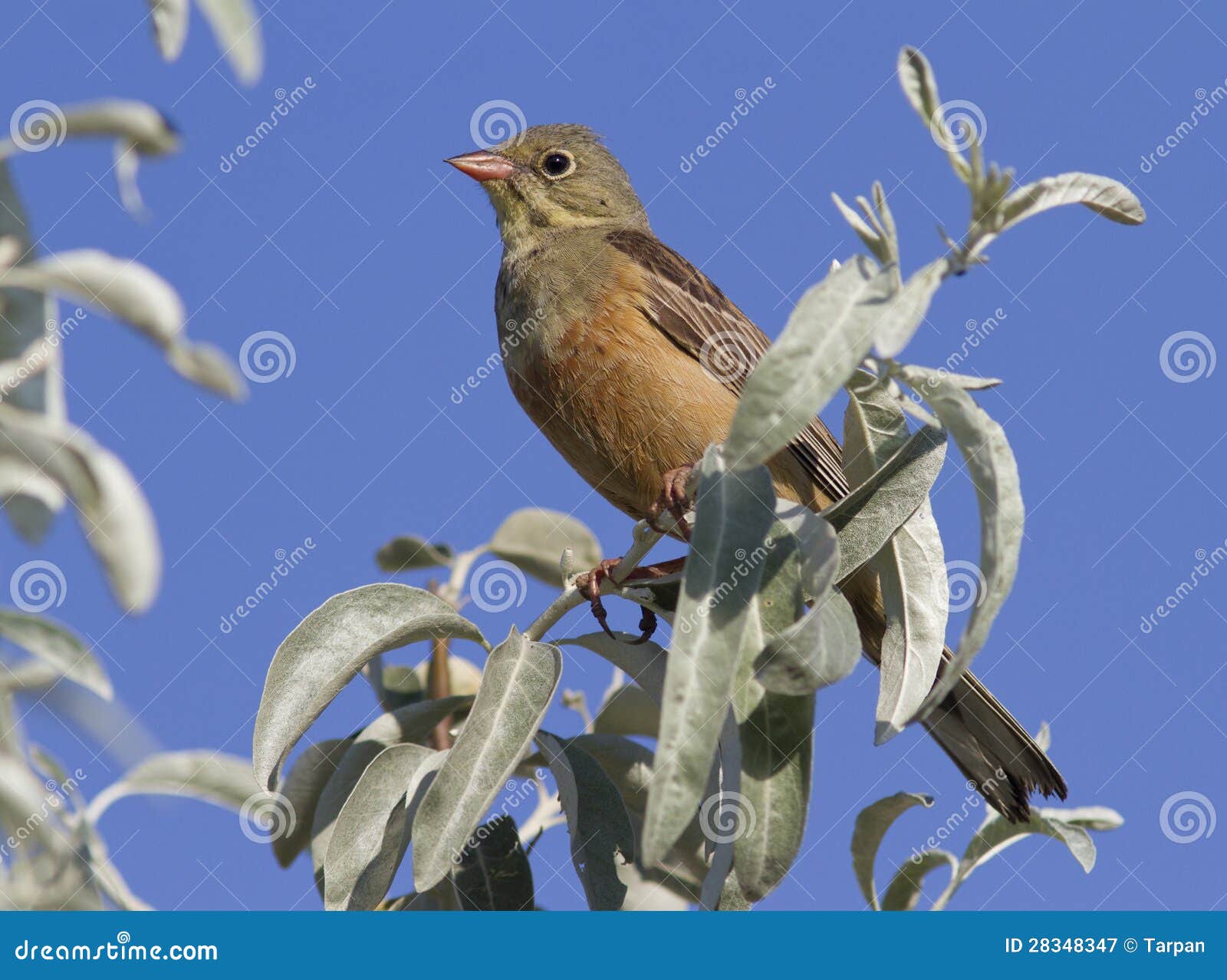 Ortolan Bunting Emberiza Hortulana Perched On A Hawthorn Branch Stock ...