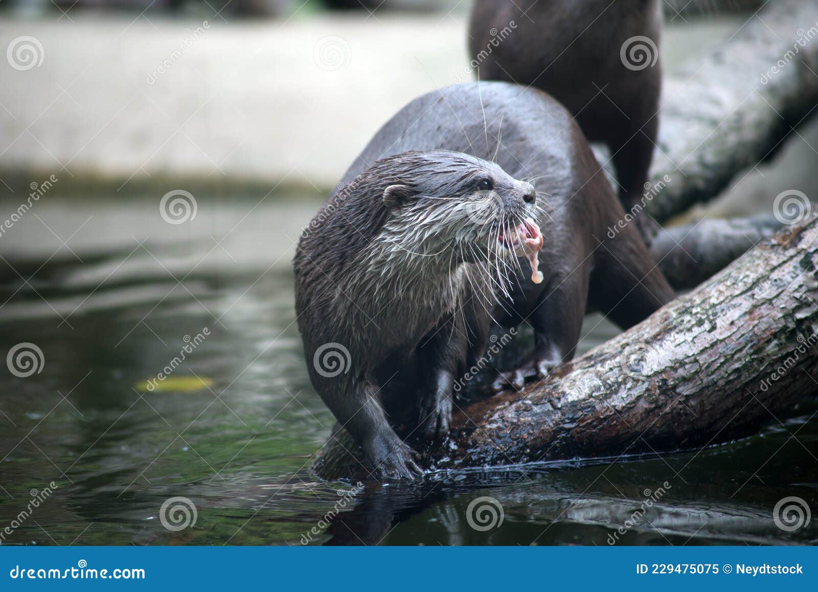 Wild Otter Eating in a Zoologic Park Stock Image - Image of otters ...