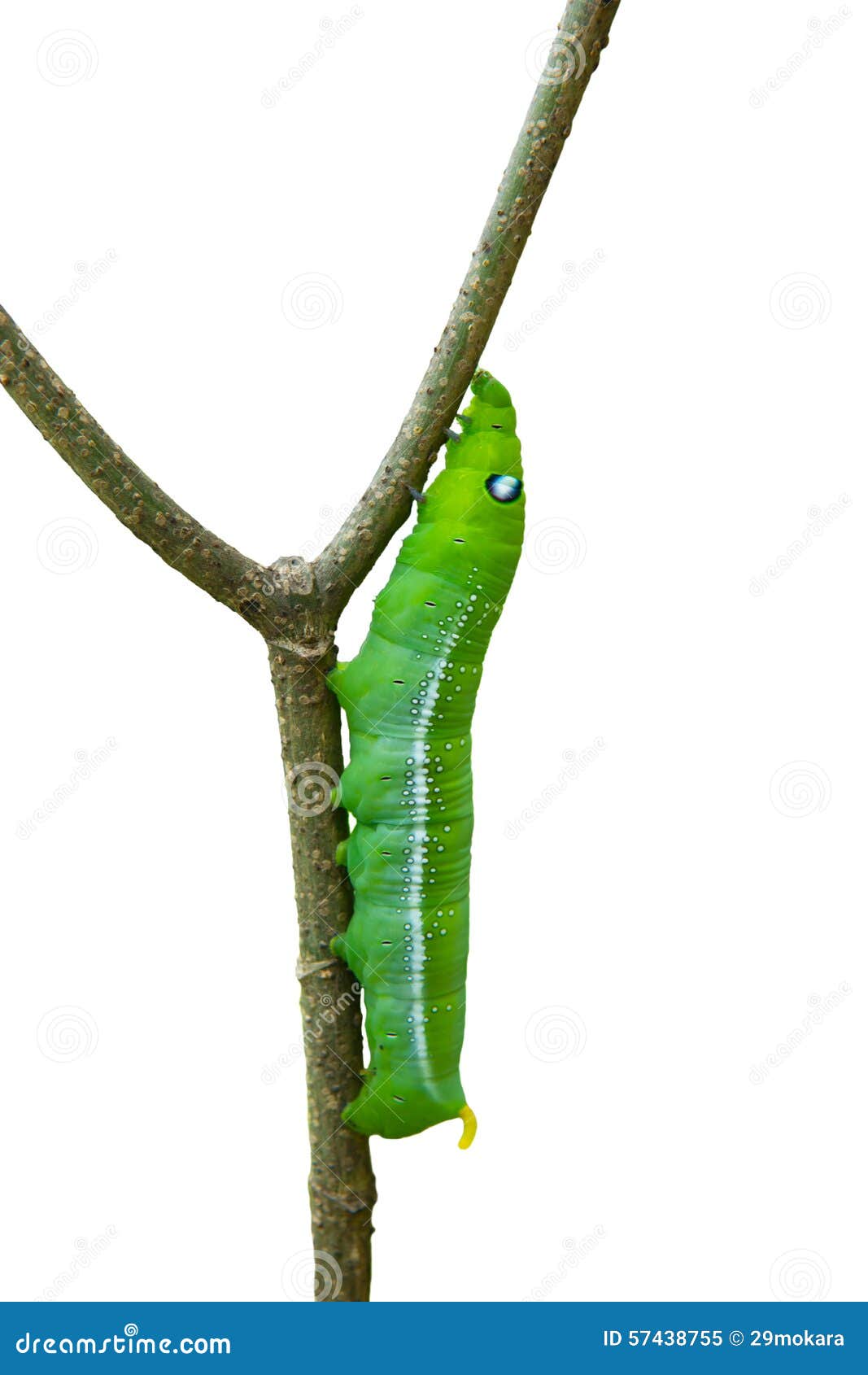 Oruga Aislada En El Fondo Blanco Imagen de archivo - Imagen de blanco ...