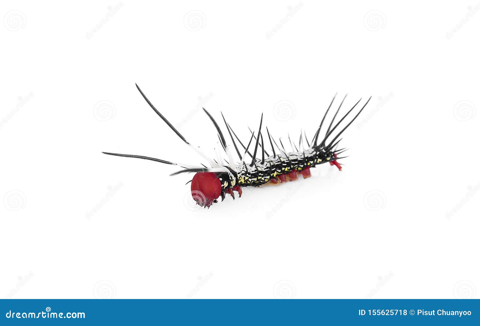 Oruga Aislada En Un Fondo Blanco Foto de archivo - Imagen de animales ...