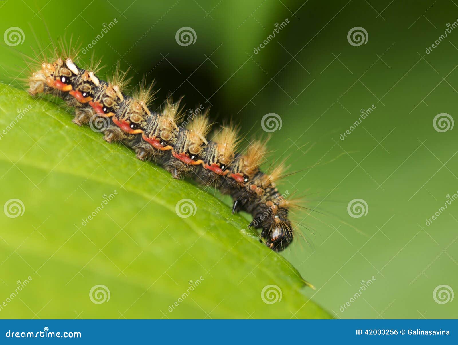 Oruga De Los Insectos (rumicis De Acronicta) Foto de archivo - Imagen ...