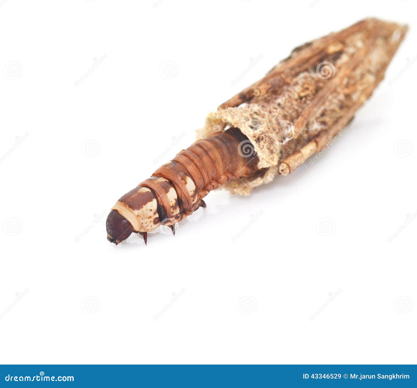 Oruga Del Capullo Del Insecto Imagen de archivo - Imagen de gusano ...