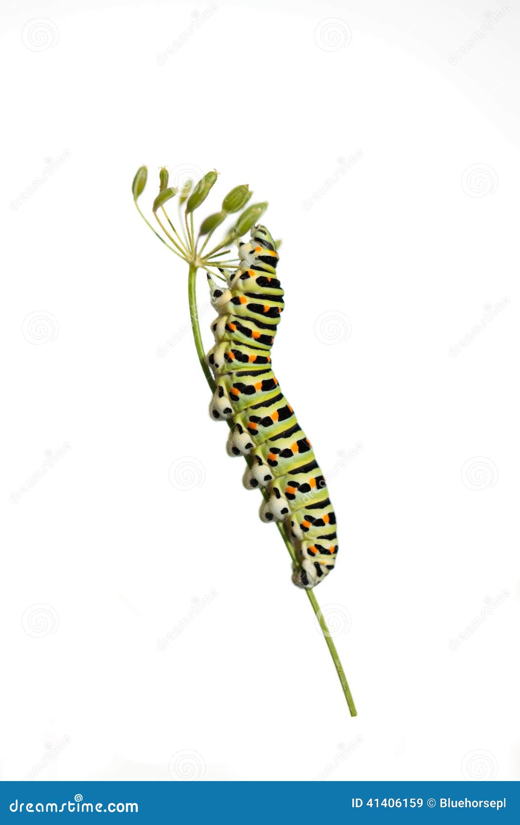 Oruga en el fondo blanco imagen de archivo. Imagen de color - 41406159