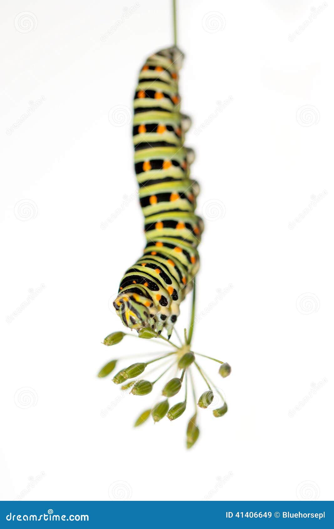 Oruga en el fondo blanco imagen de archivo. Imagen de invertebrado ...