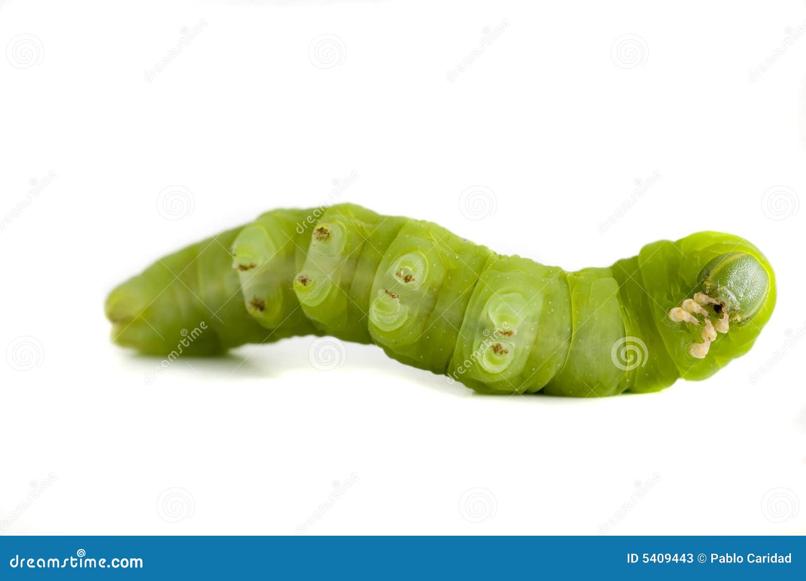 Oruga en el fondo blanco imagen de archivo. Imagen de cierre - 5409443