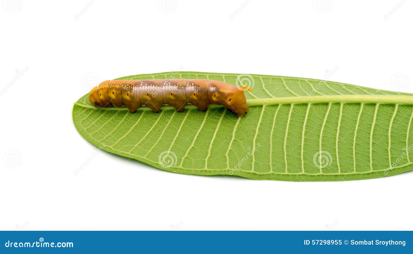 Oruga en el fondo blanco imagen de archivo. Imagen de aislado - 57298955