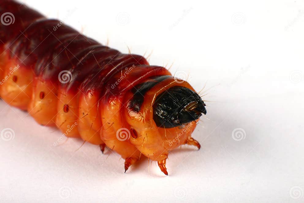 Oruga fea imagen de archivo. Imagen de melenudo, travieso - 10568549