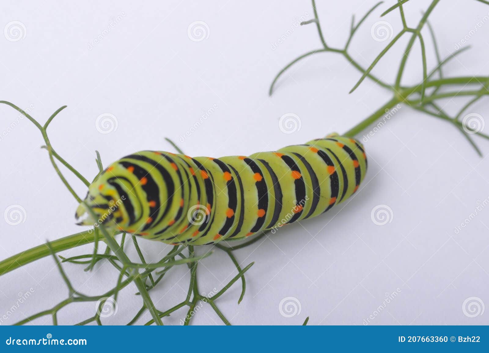 Oruga Swallowtail Sobre Fondo Blanco Foto de archivo - Imagen de ...