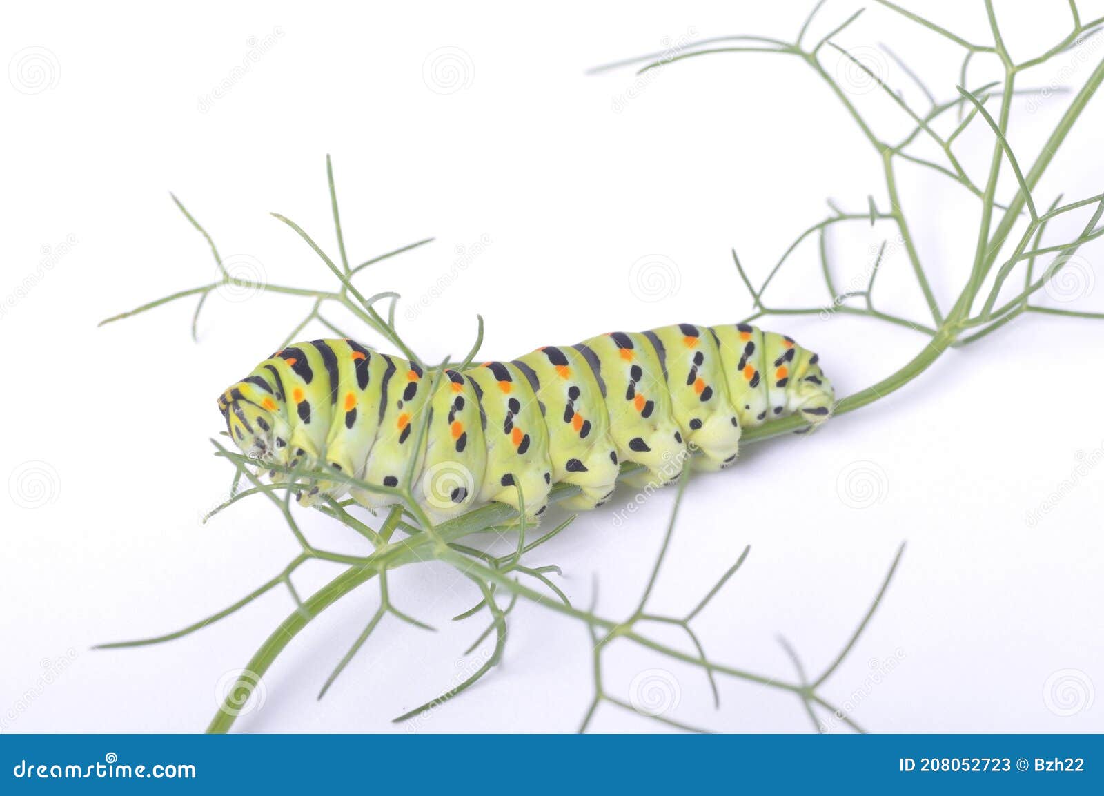 Oruga Swallowtail Sobre Fondo Blanco Imagen de archivo - Imagen de ...