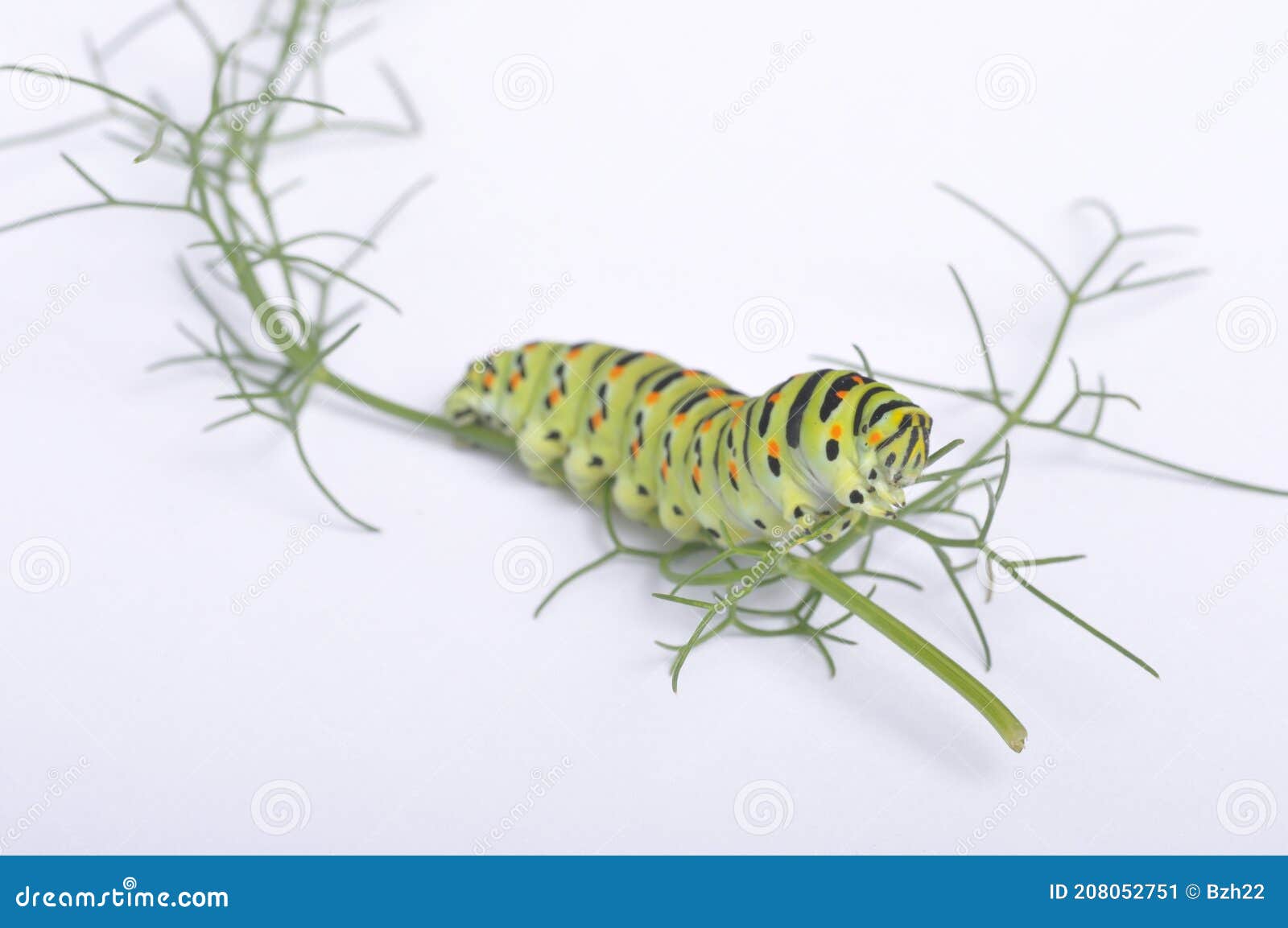 Oruga Swallowtail Sobre Fondo Blanco Imagen de archivo - Imagen de ...
