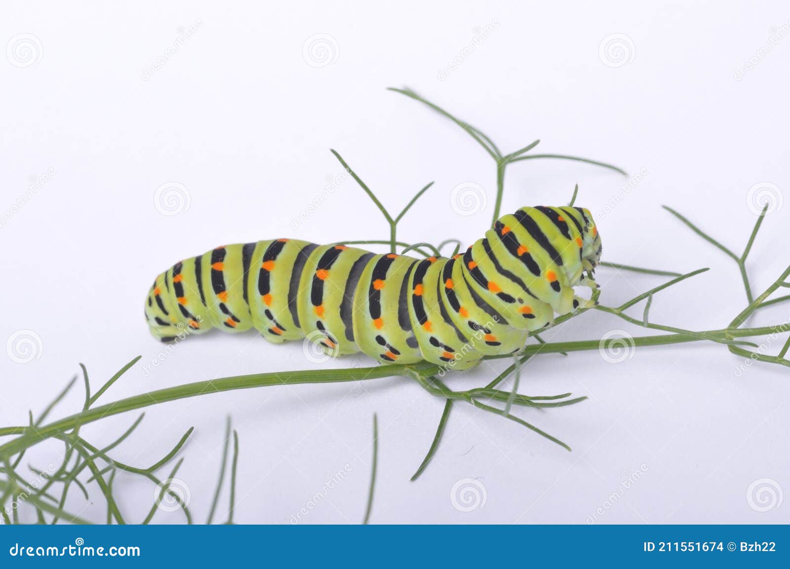 Oruga Swallowtail Sobre Fondo Blanco Foto de archivo - Imagen de blanco ...