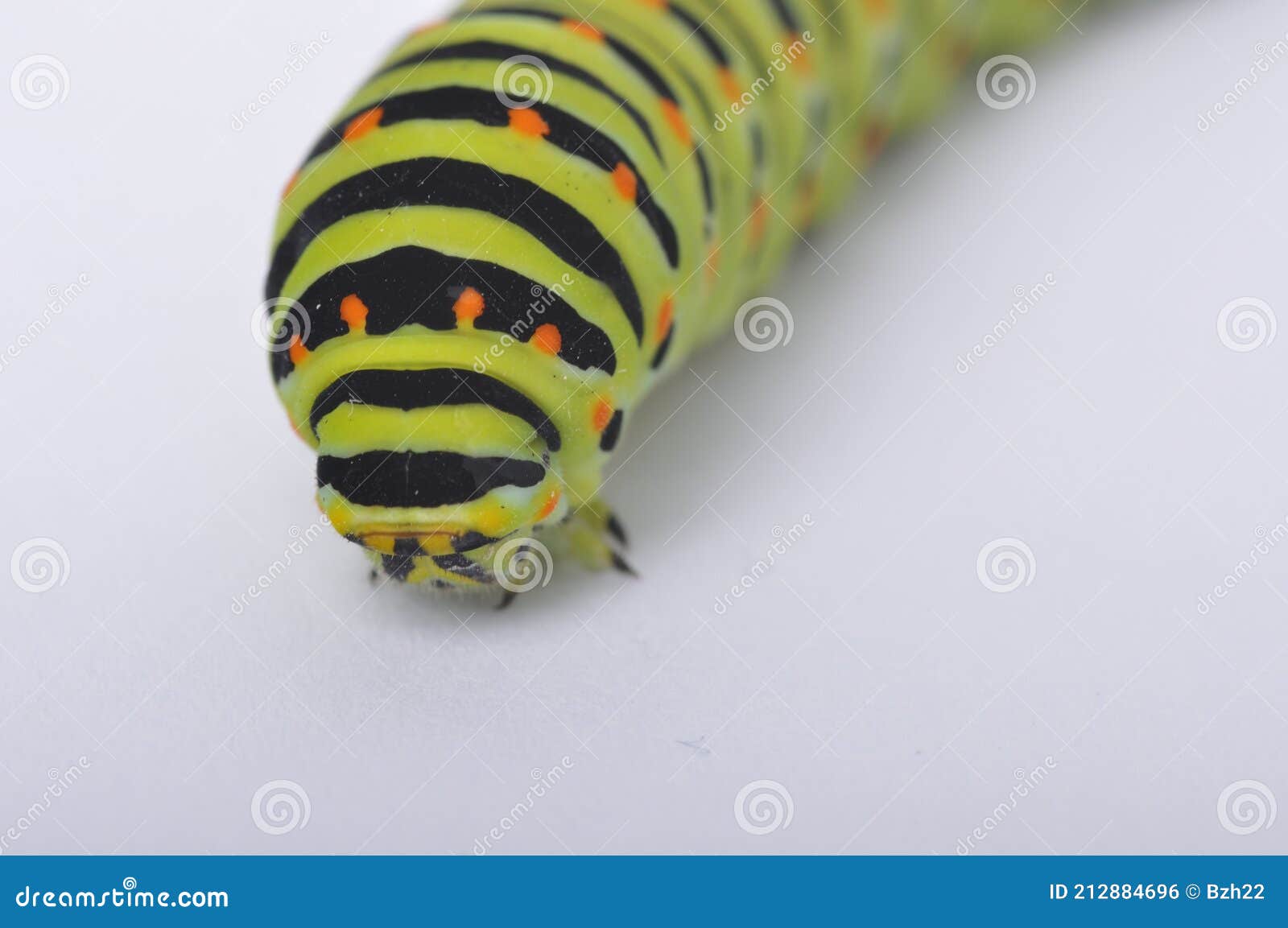 Oruga Swallowtail Sobre Fondo Blanco Foto de archivo - Imagen de larvas ...