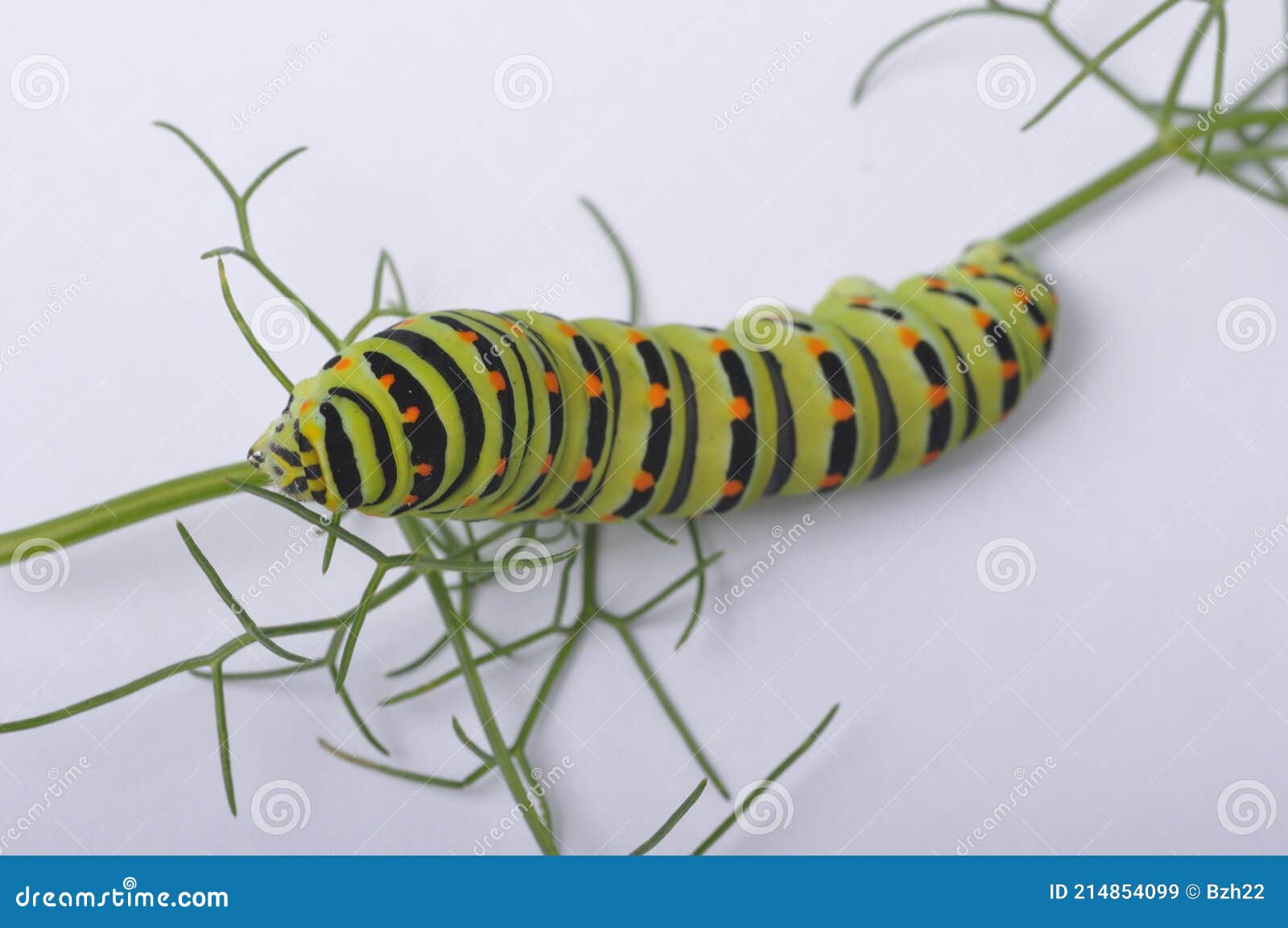 Oruga Swallowtail Sobre Fondo Blanco Imagen de archivo - Imagen de ...
