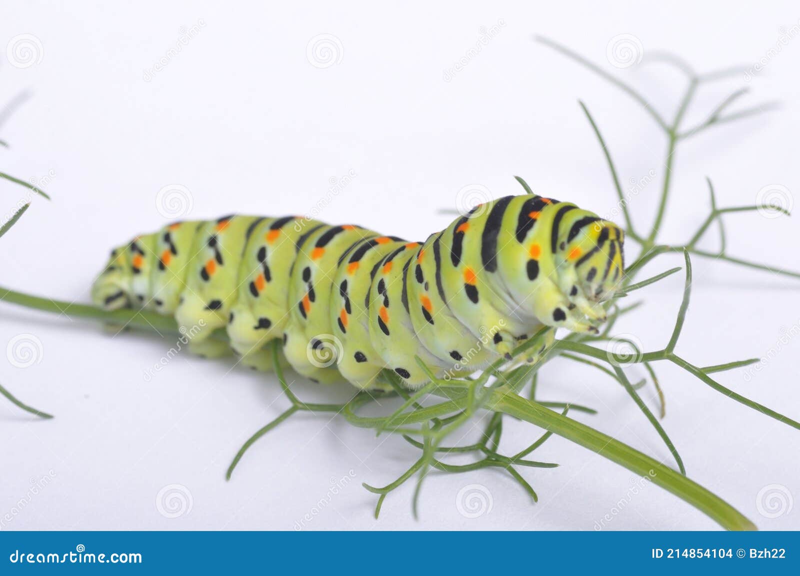 Oruga Swallowtail Sobre Fondo Blanco Foto de archivo - Imagen de larvas ...
