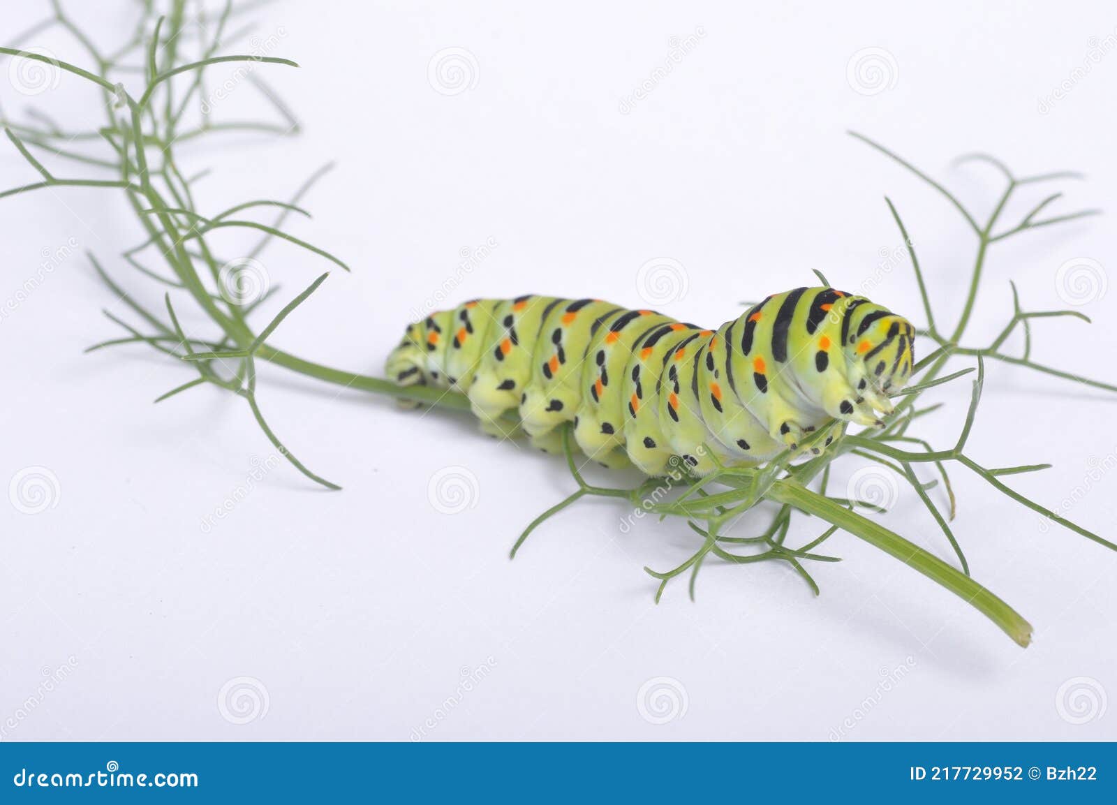 Oruga Swallowtail Sobre Fondo Blanco Foto de archivo - Imagen de animal ...