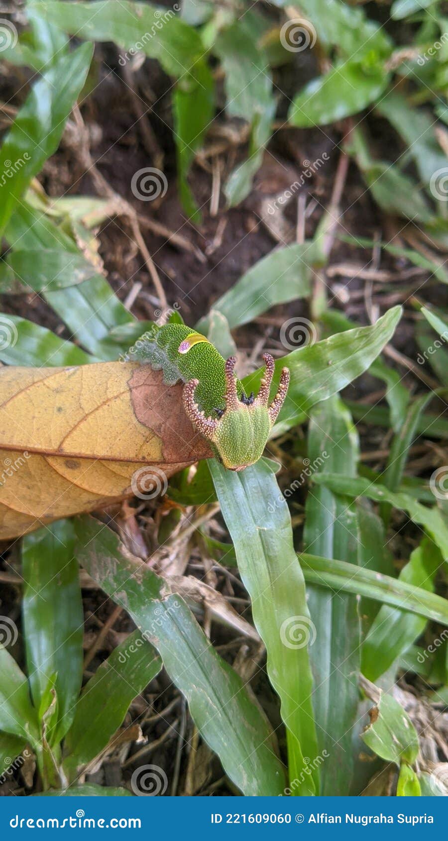 Oruga verde con 4 cuernos foto de archivo. Imagen de pokemon - 221609060