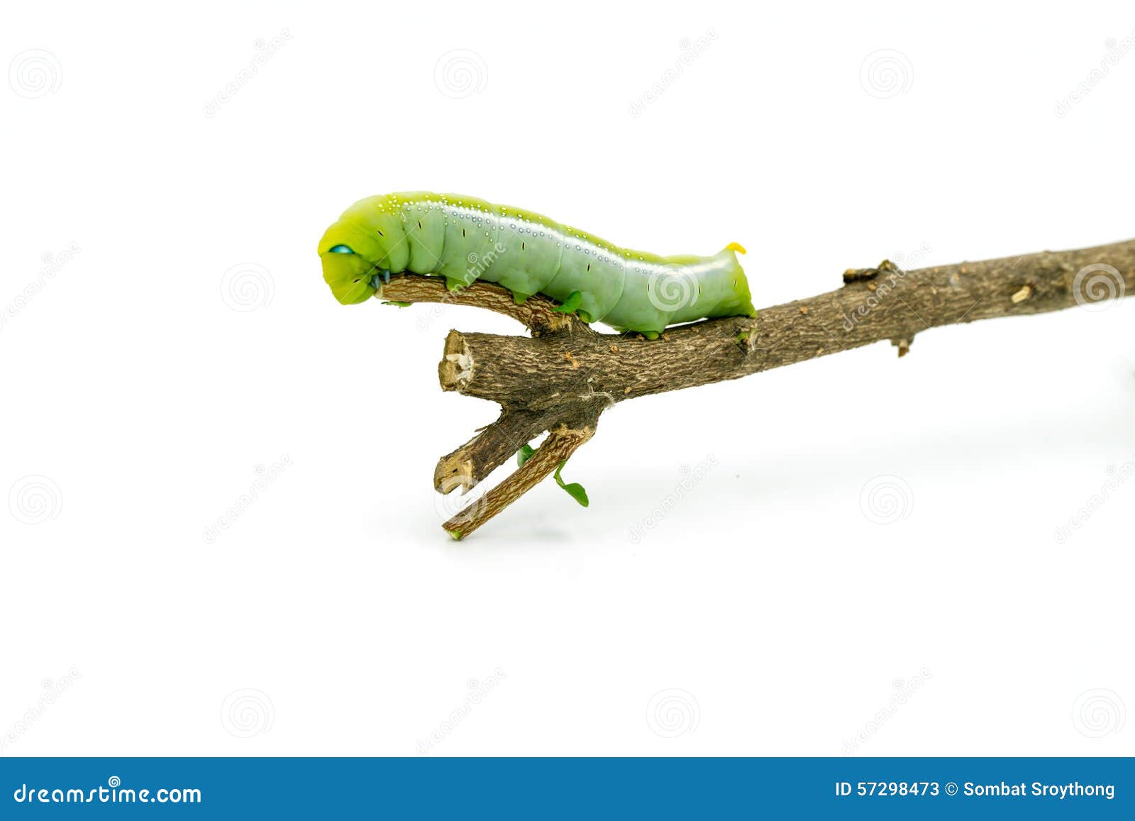 Oruga Verde En El Fondo Blanco Imagen de archivo - Imagen de bicho ...