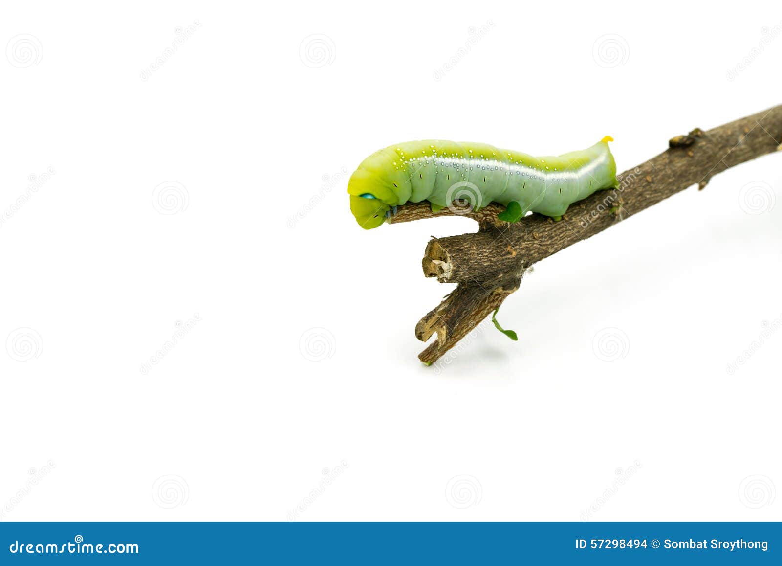 Oruga Verde En El Fondo Blanco Foto de archivo - Imagen de aislado ...